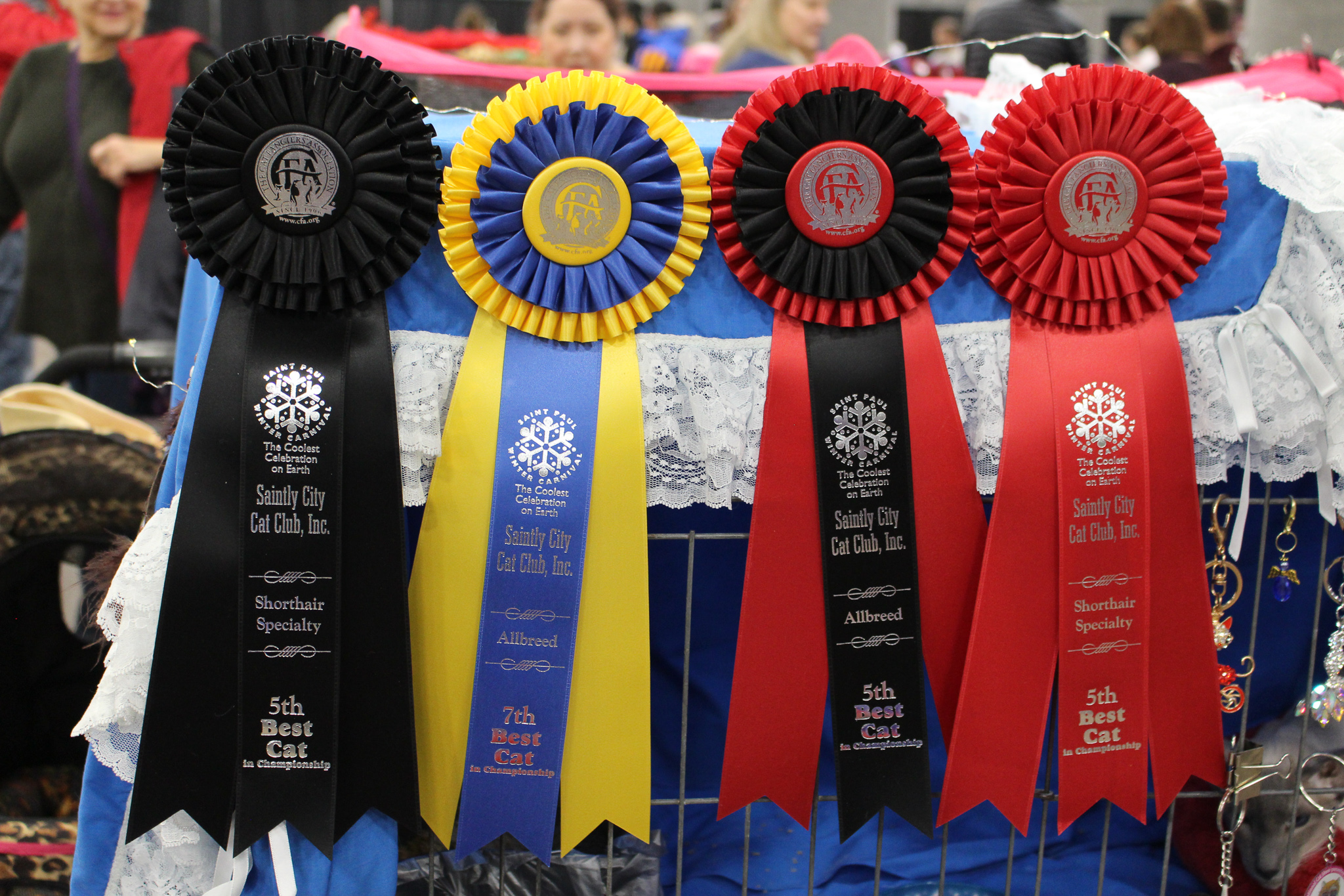 Whisker Fabulous - How are cats judged at cat shows?